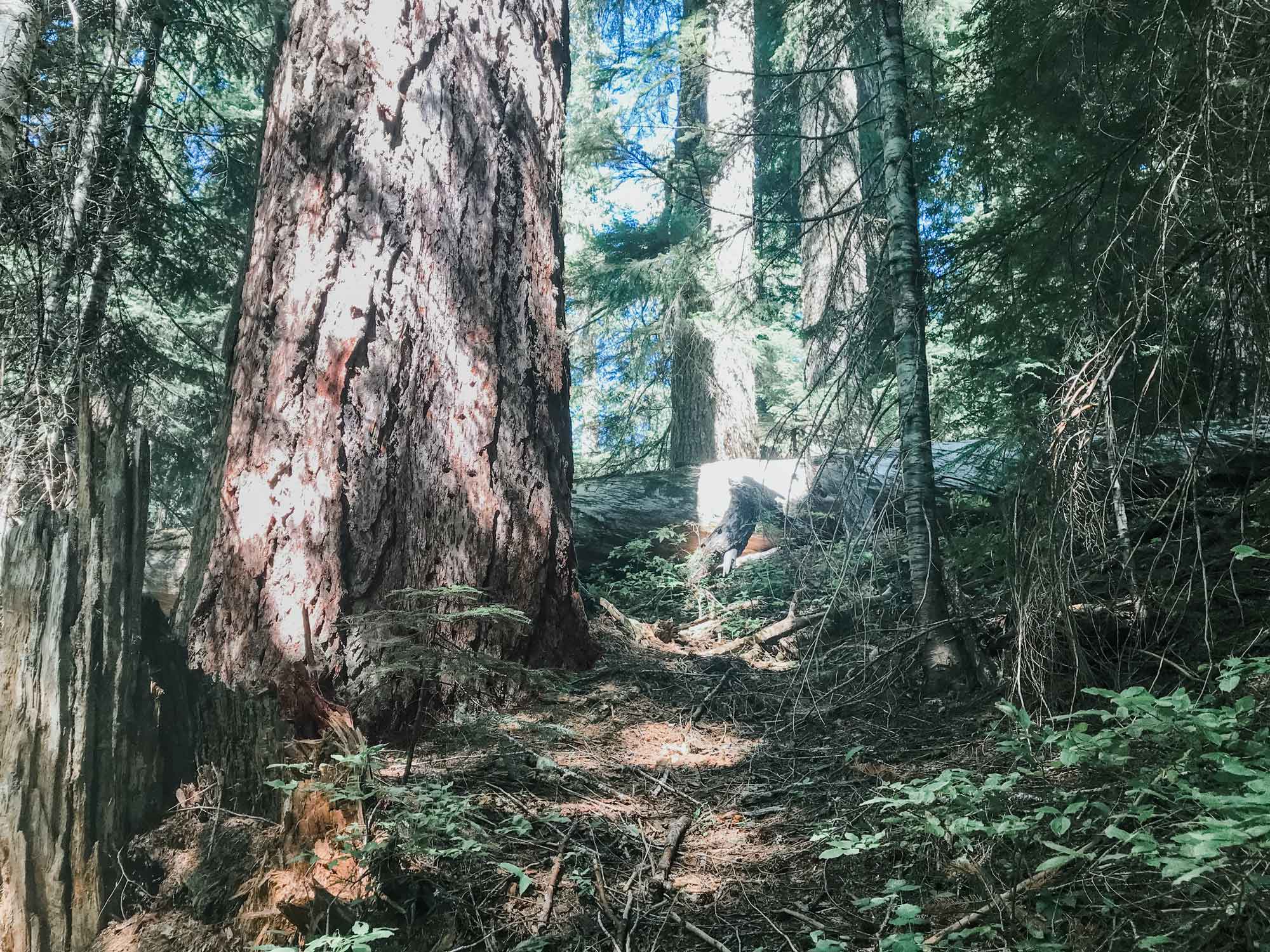 Over the River and Through the Woods: Oregon's Premier Scenic Byway