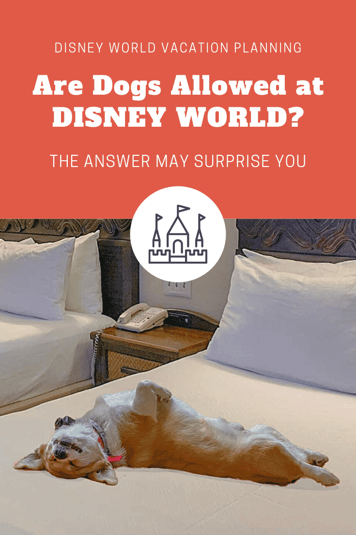 Are Dogs Allowed At Disney Land