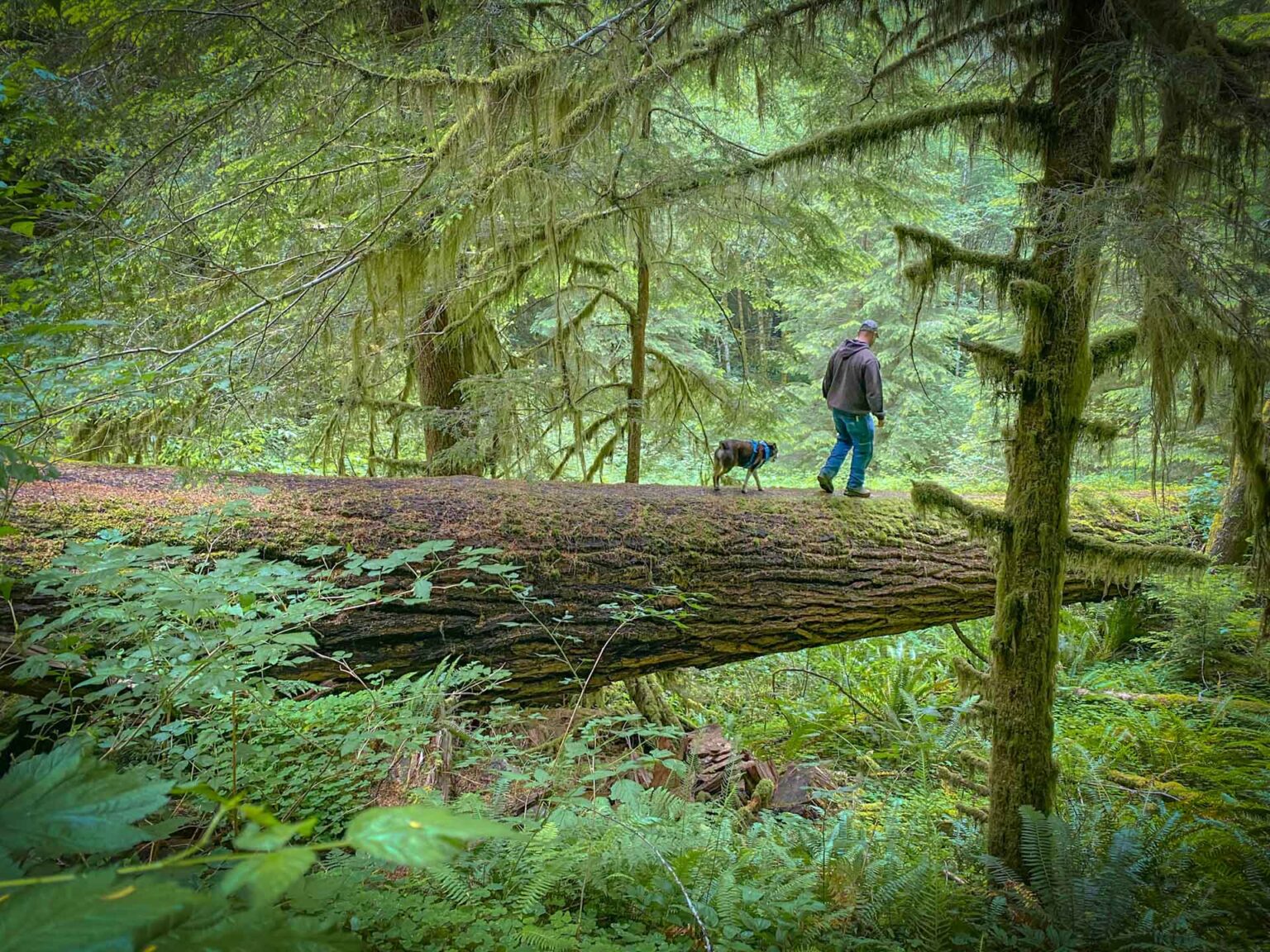 Valley of the Giants: Oregon's Tallest Hidden Secret - Seconds to Go