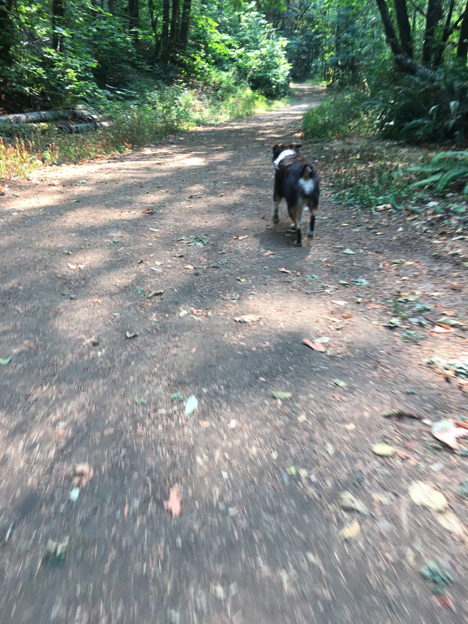 Beazell Memorial Forest- A Hike with Beautiful Scenery and a Love Story