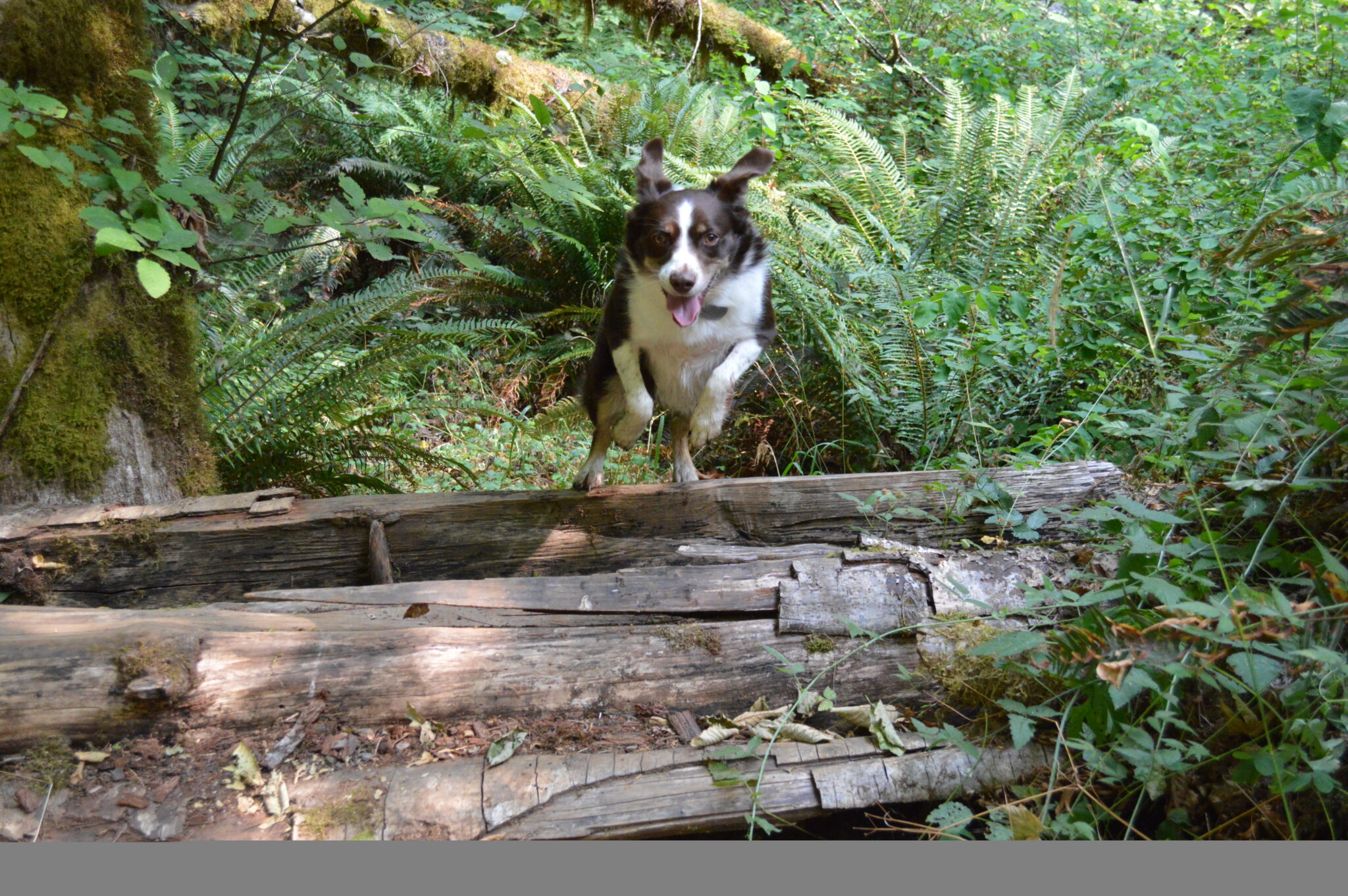 Beazell Memorial Forest- A Hike with Beautiful Scenery and a Love Story