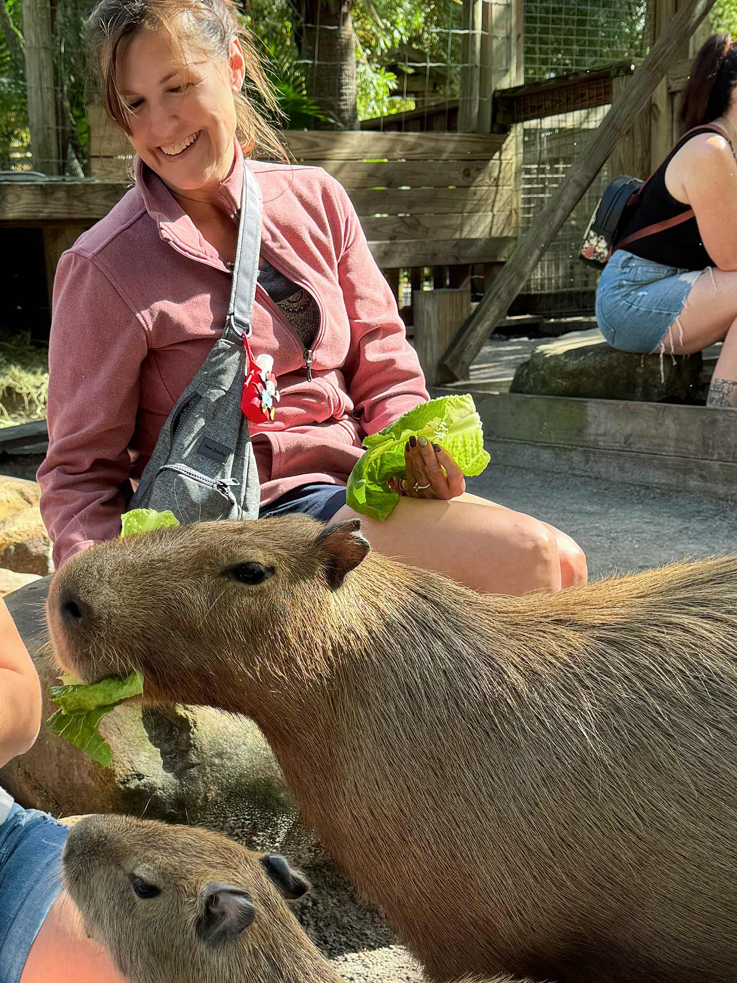 Pet a Capybara and More: Discover Wild Florida Alligator and Wildlife ...
